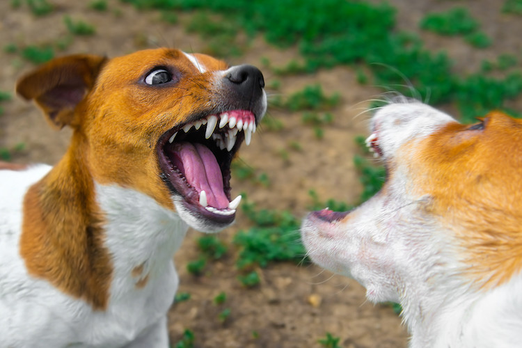 Alerte : des cas de rage canine signalés dans les Plateaux - Togomedia24